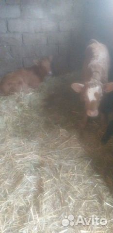 Телята больше месяца