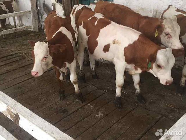 Домашние телята