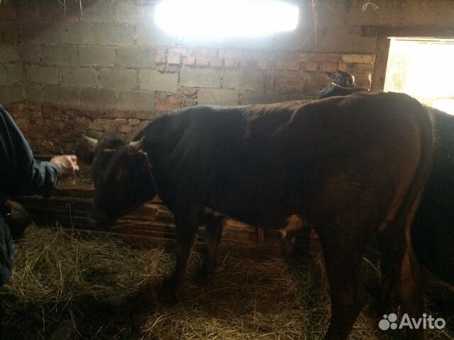 Бык 2 года