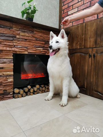 Швейцарская овчарка