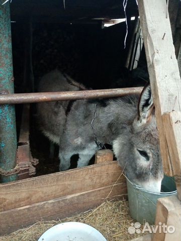 Животные с. х