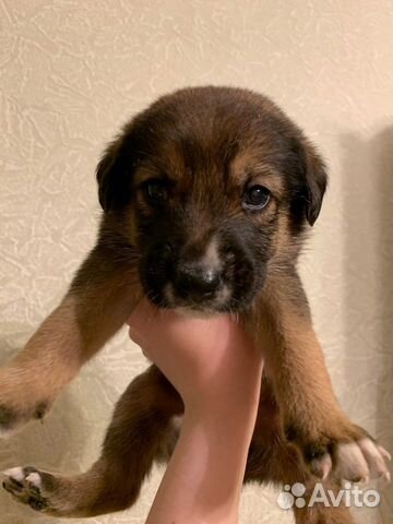 Щеночки, сделаны с Любовью