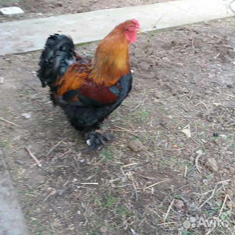 Яйцо Куропатчатой брамы