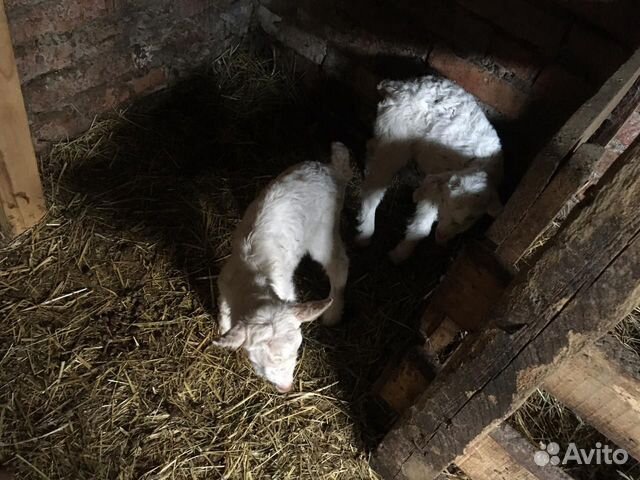 Продаю козу с козлятами