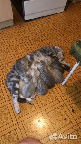 Шотландцы и британцы готовятся переехать в новый д