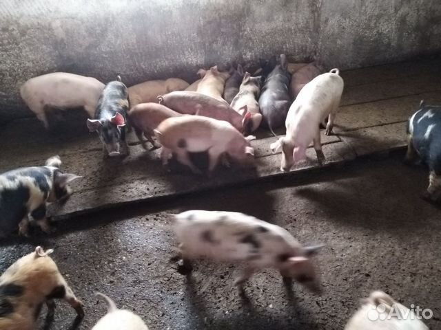 Поросята подсвинки