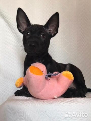 Собака. Тайский риджбек