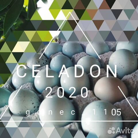Celadon