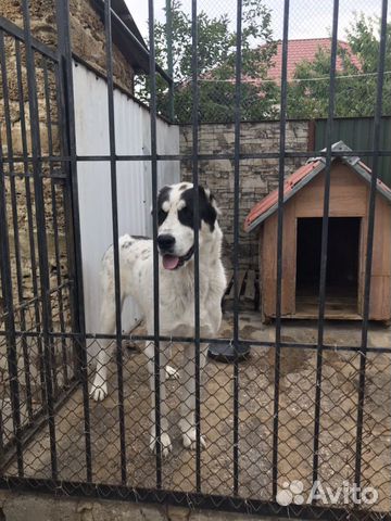 Среднеазиатская овчарка