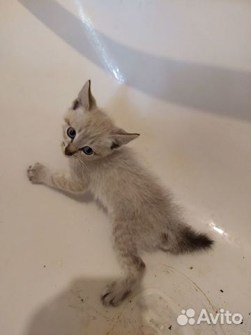 Котята от кошки мышеловки. неприхотливые. живучие