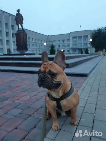 Французский бульдог