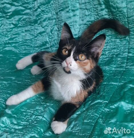 Трёхцветный котёнок необычного окраса в дар