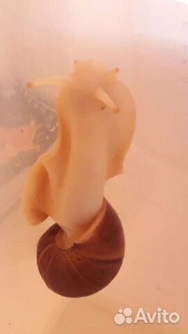 Улитки Ахатины