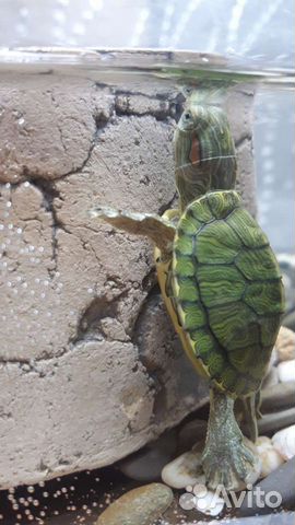 Черепаха