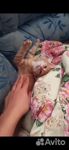 Котёнок. Самый-самый красивый, игривый, умный