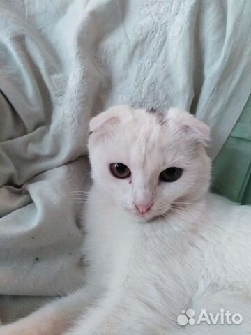Кошка