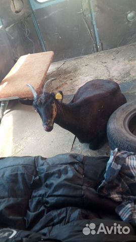 Пуховые козы