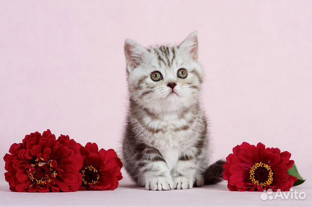 Британский котенок, серебристая мраморная девочка