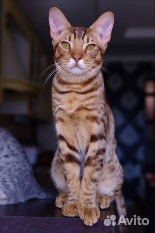 Оцикет котята