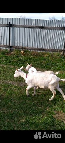 Заанинские козы