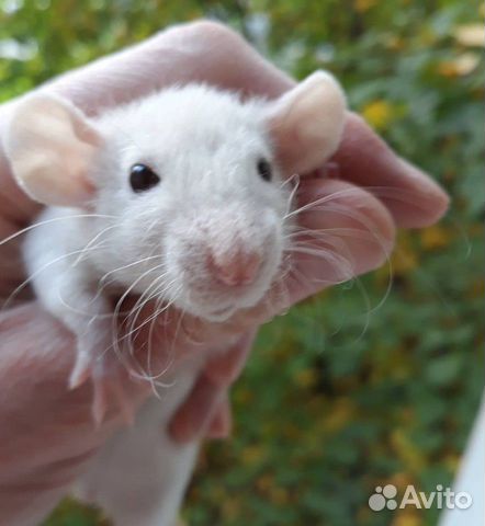 Крысята дамбо