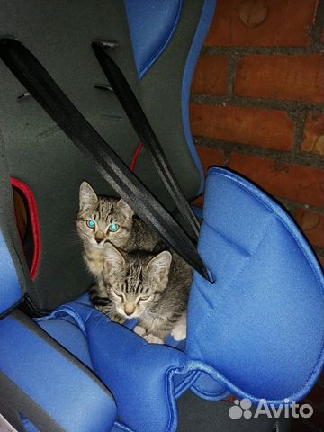 Отдам двух котят