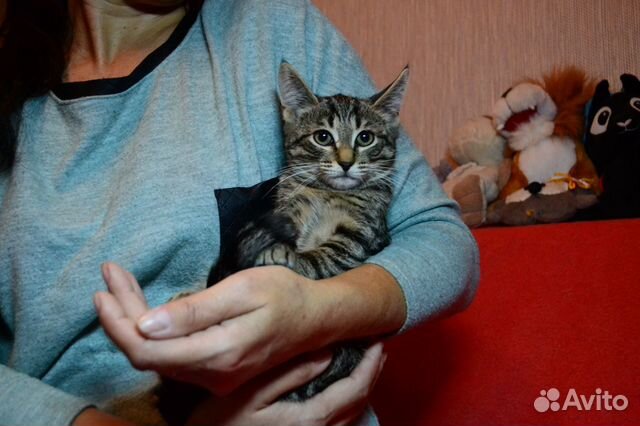 Красивейший котёнок с кисточками на ушках