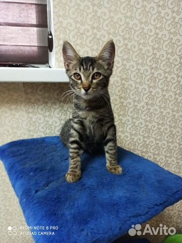 Красивейший Котёнок