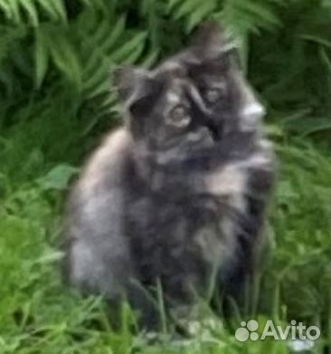 Милая малышка ищет доброго хозяина. В дар