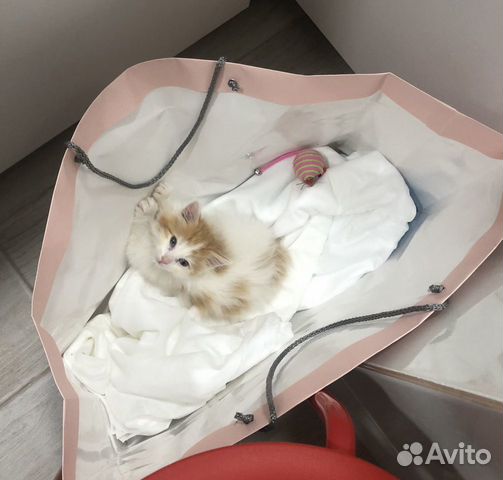 Котенок в добрые руки