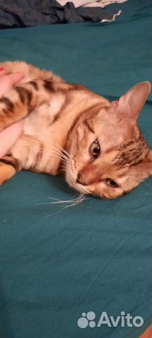 Отдам в добрые руки бенгальского кота