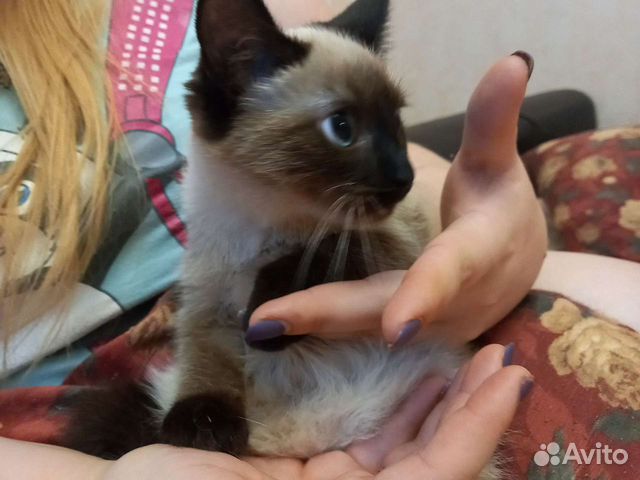 Кошечка тайская