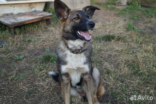 Собака Рона ищет