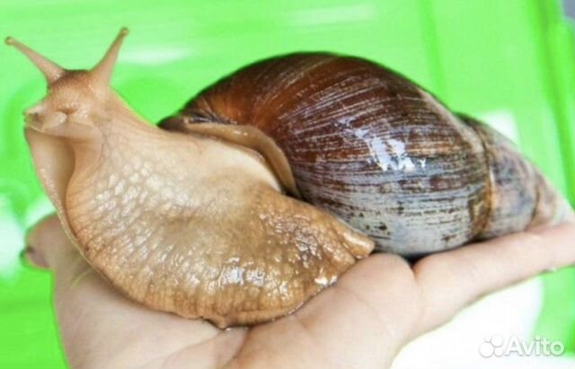 Улитка Ахатина