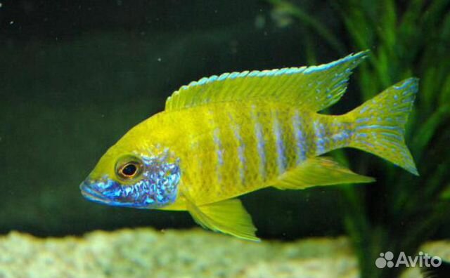 Аулонокара ньяса желтая