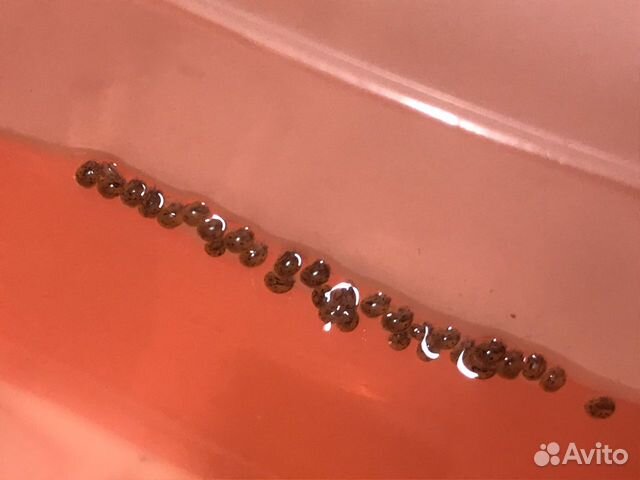 Улитята ампулярий