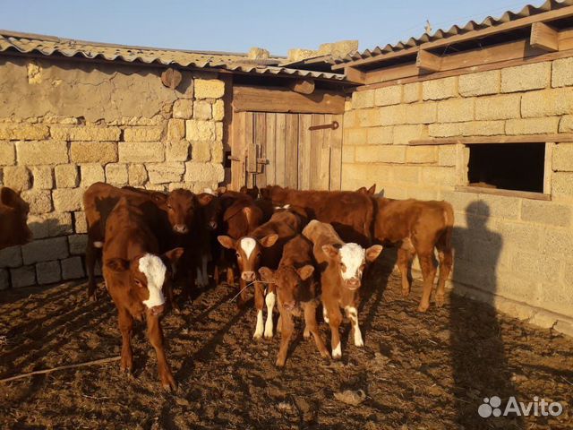 Телята 14 штук по 3-4 месяца