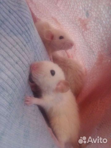 Крысы крысята дамбо Рекс,вельветины, дабл Рекс, ра