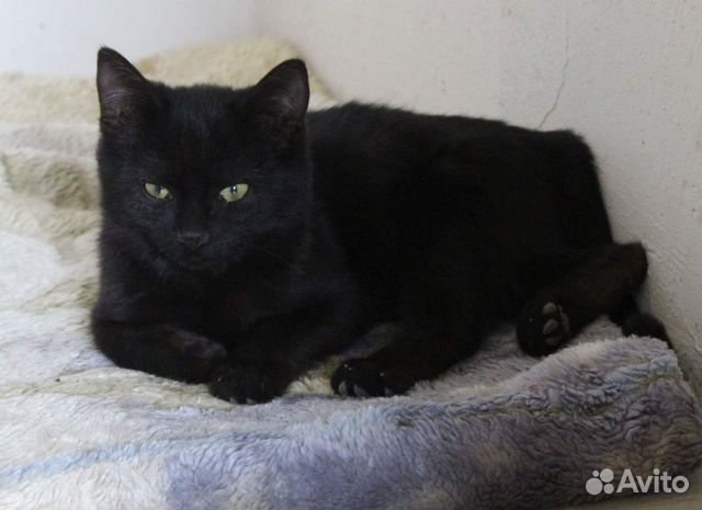 Черный котёнок в добрые руки