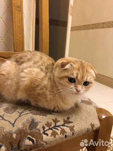 Шотландская вислоухая кошка