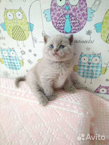 Котята британские