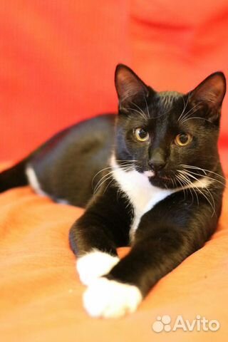 Отдам ответственным людям