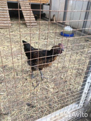 Петух Лакеданзи