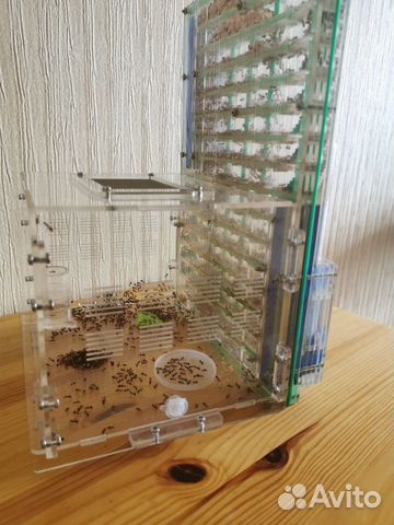 Продам Formica subpilosa(тугайный муравей