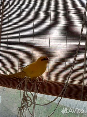 Попугай Какарик