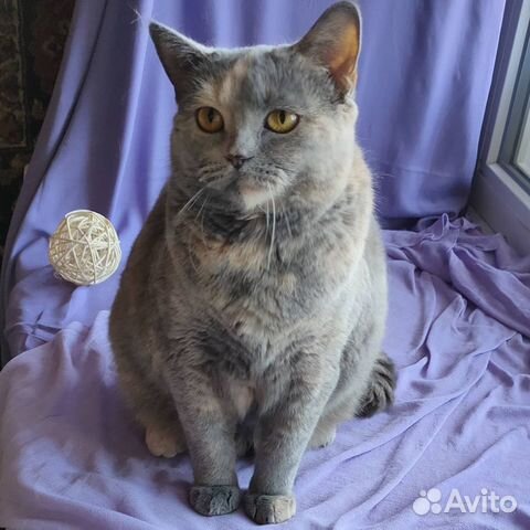 Ищет дом кошка Бритта