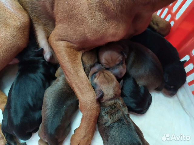 Цвергпинчер