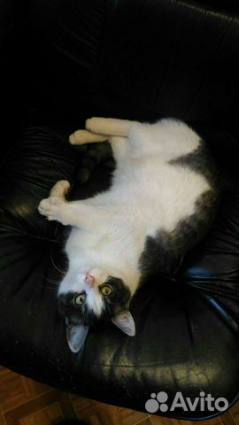 Яшенька сынок