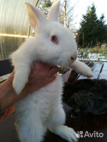 Нзб,бсс,рекс