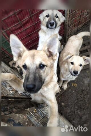 Щенки в добрые руки